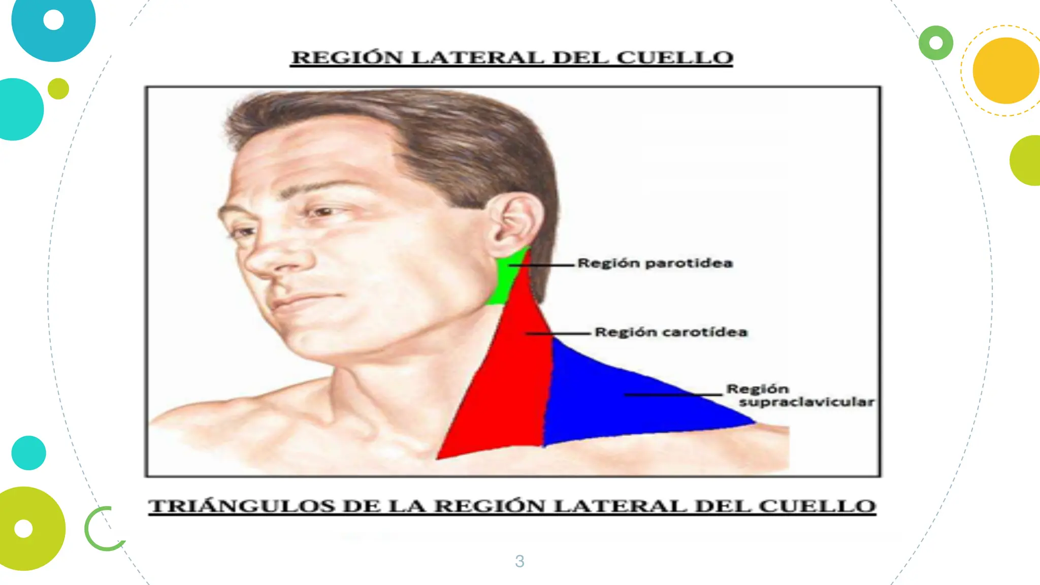 anatomia del cuello.pdf toda la anatomía del cuello | PDF