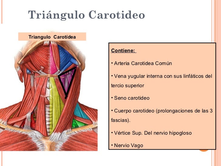 TRIÁNGULOS ANATÓMICOS DEL CUELLO – Título del sitio