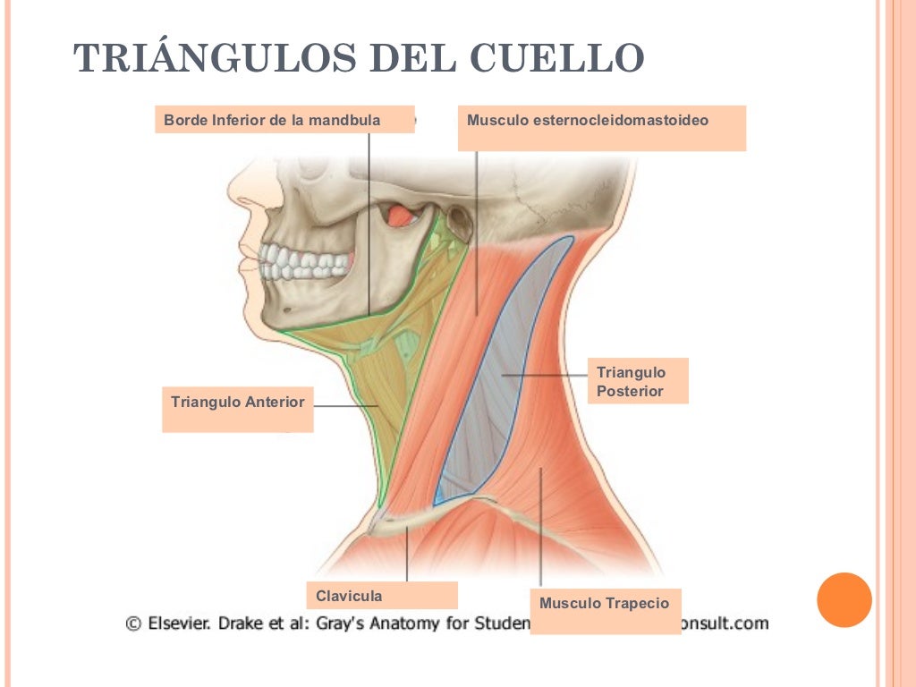 Anatomia Del Cuello Definitiva