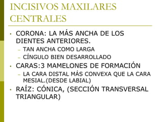 Anatomía del Diente | PPTX