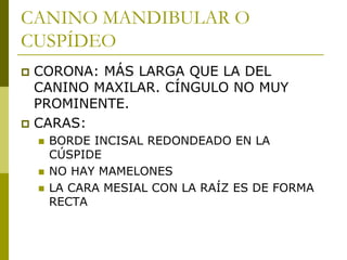 Anatomía del Diente | PPTX