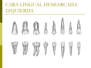 Anatomía del Diente | PPTX
