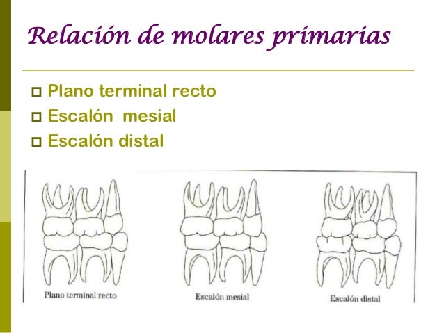 anatomia del diente