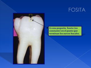 Anatomia del diente y tejidos | PPTX