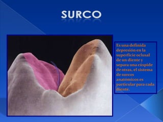 Anatomia del diente y tejidos | PPTX