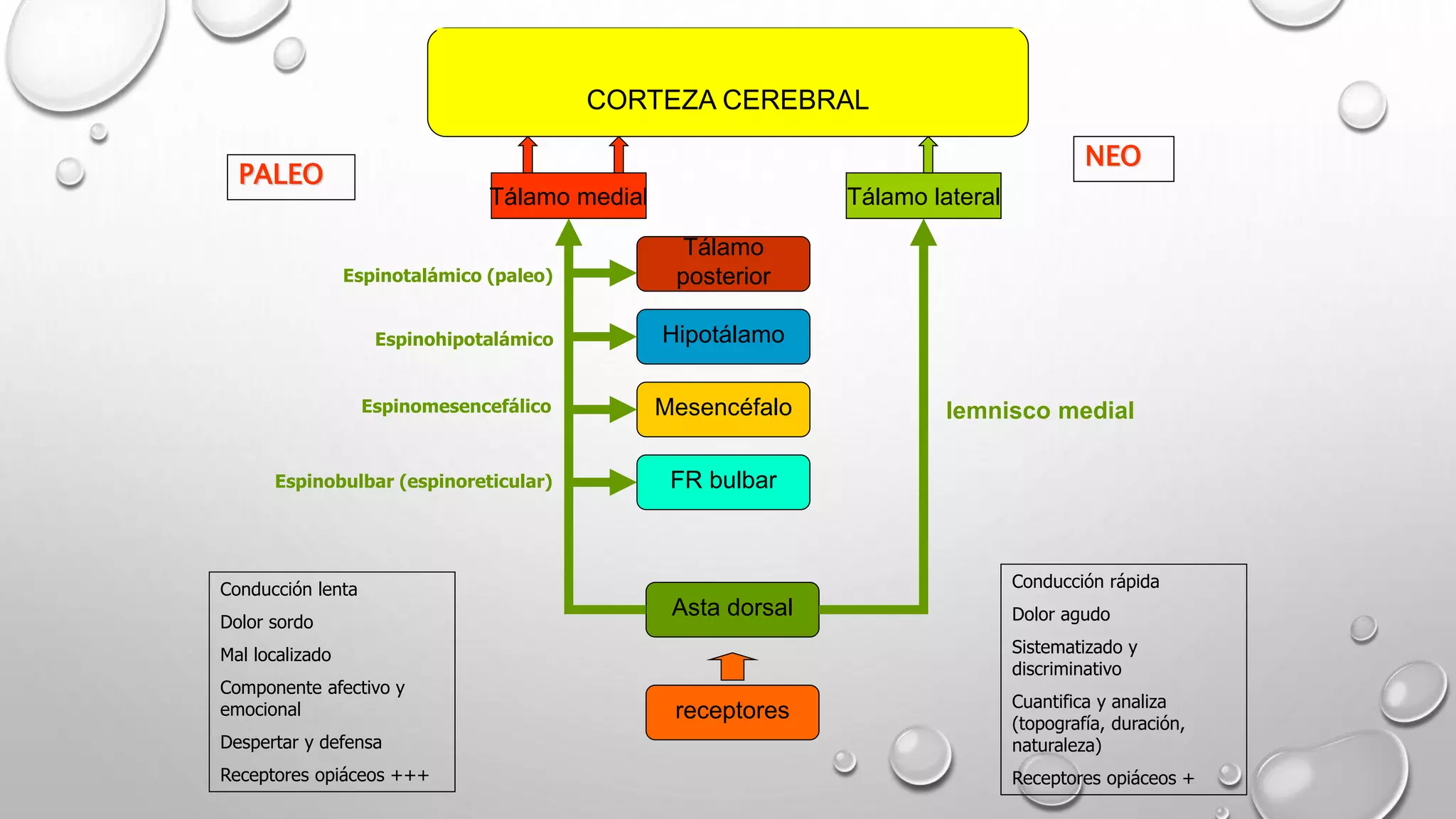 Anatomia del dolor | PPTX