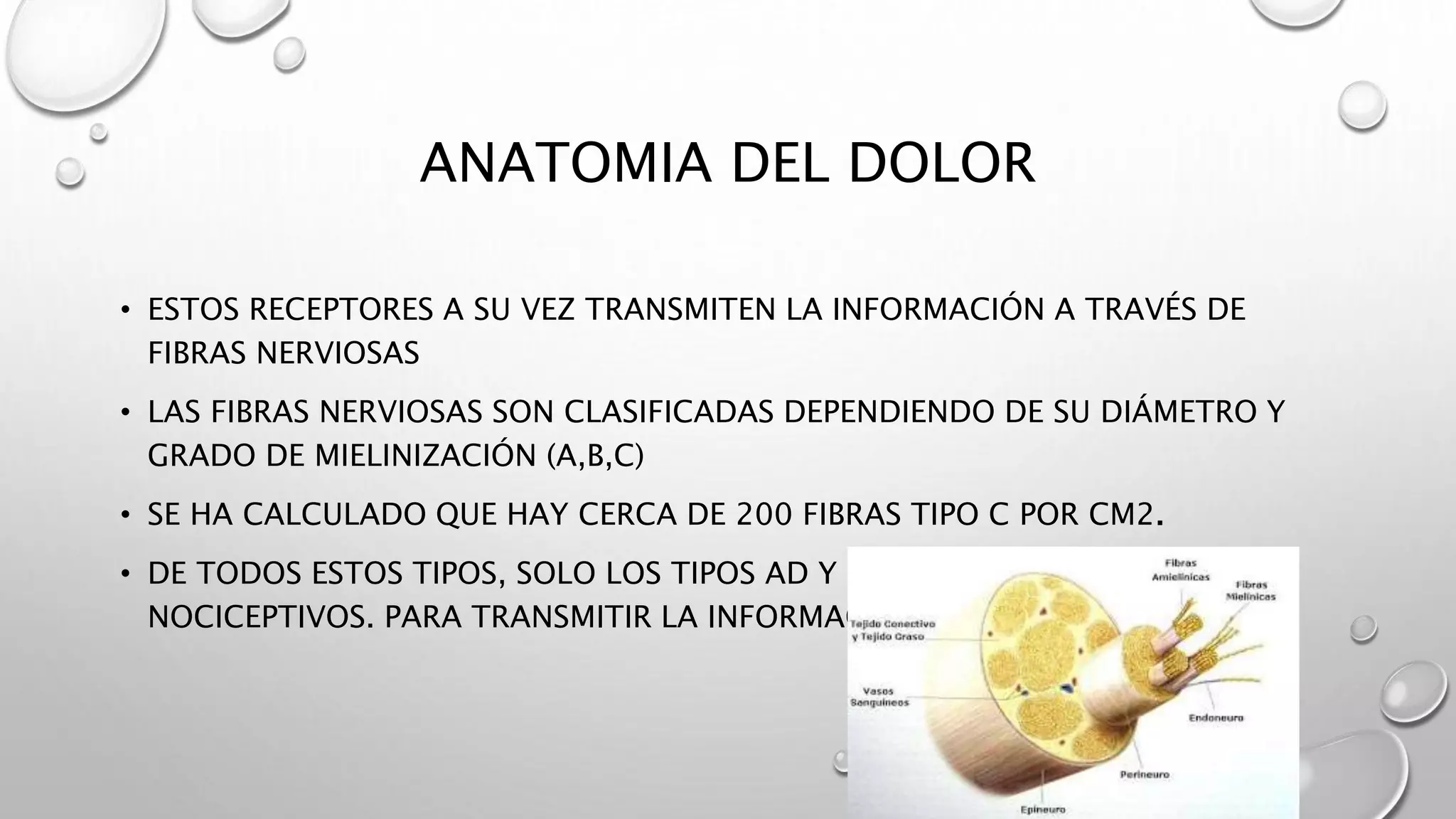 Anatomia del dolor | PPTX