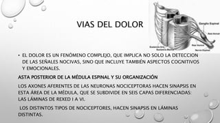 Anatomia del dolor | PPTX