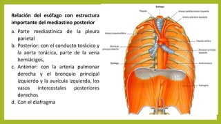 ANATOMIA DEL ESOFAGO.pptx