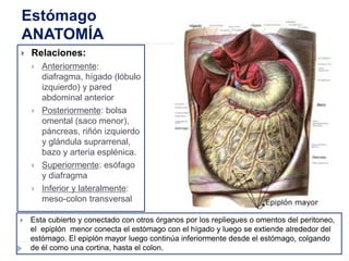 anatomia y fisiología del esofago he irrigación | PDF