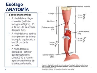 anatomia y fisiología del esofago he irrigación | PDF