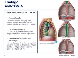 anatomia y fisiología del esofago he irrigación | PDF
