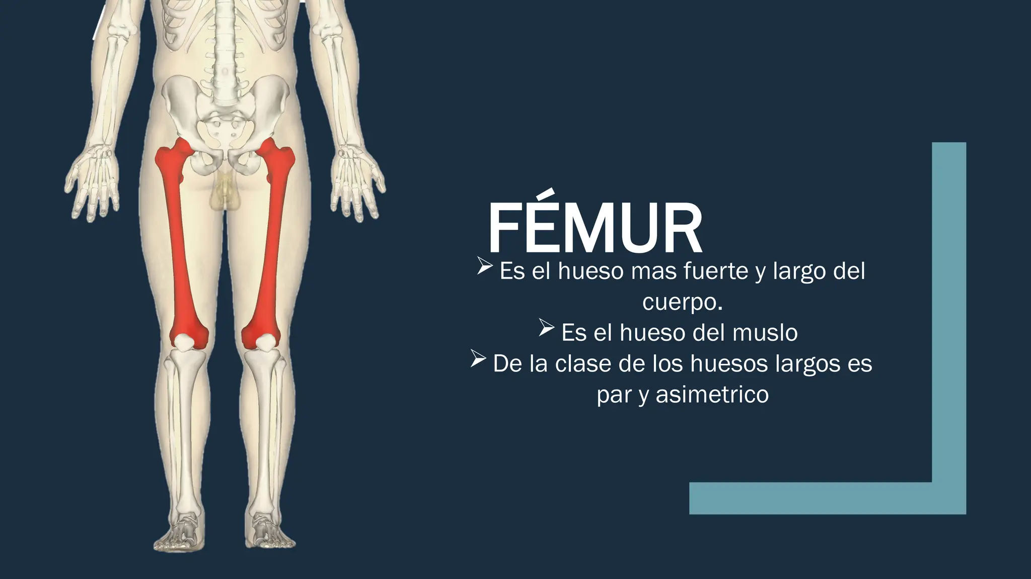 ANATOMIA DEL FÉMUR y su estructura osea. | PPTX