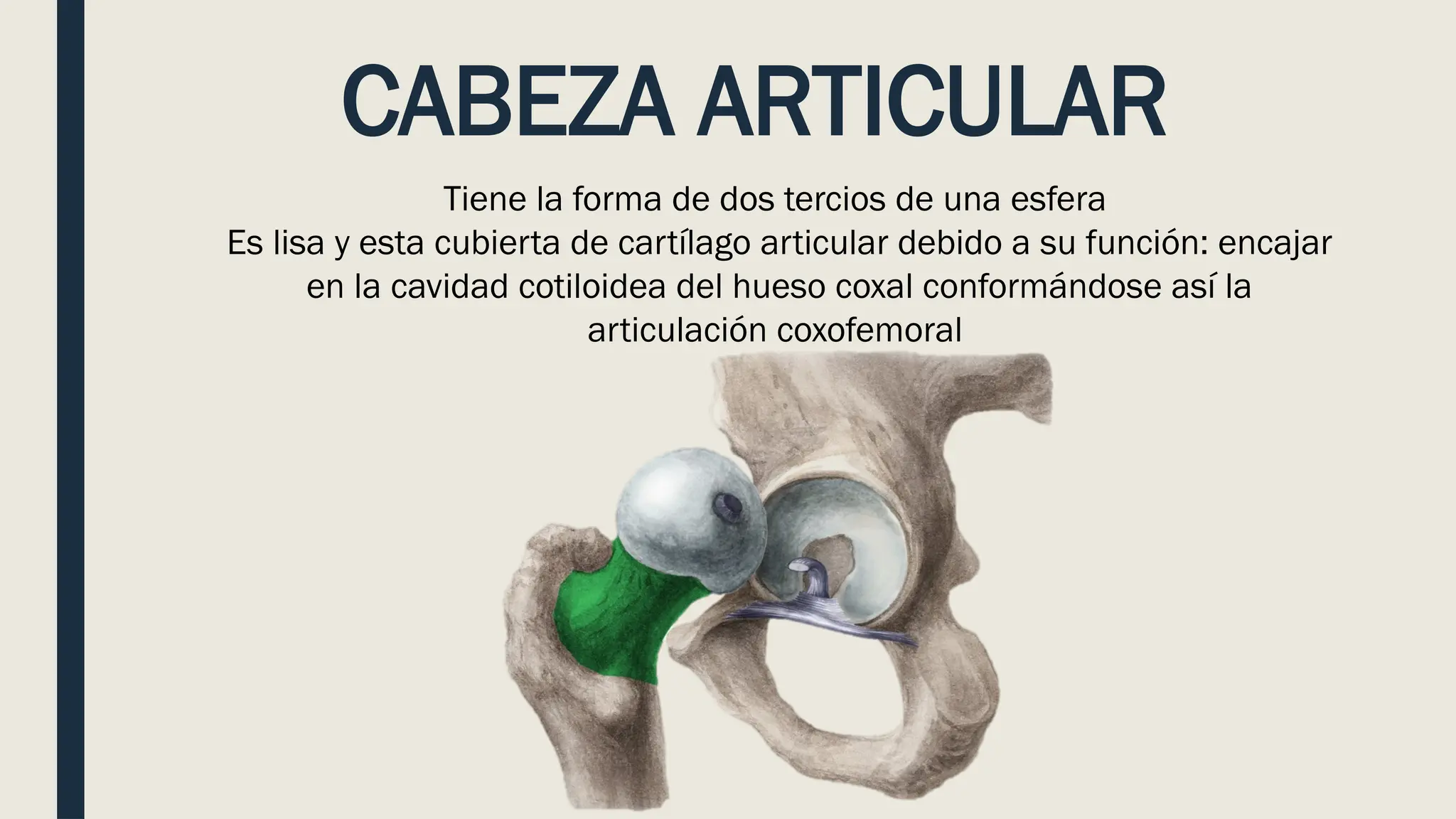 ANATOMIA DEL FÉMUR y su estructura osea. | PPTX