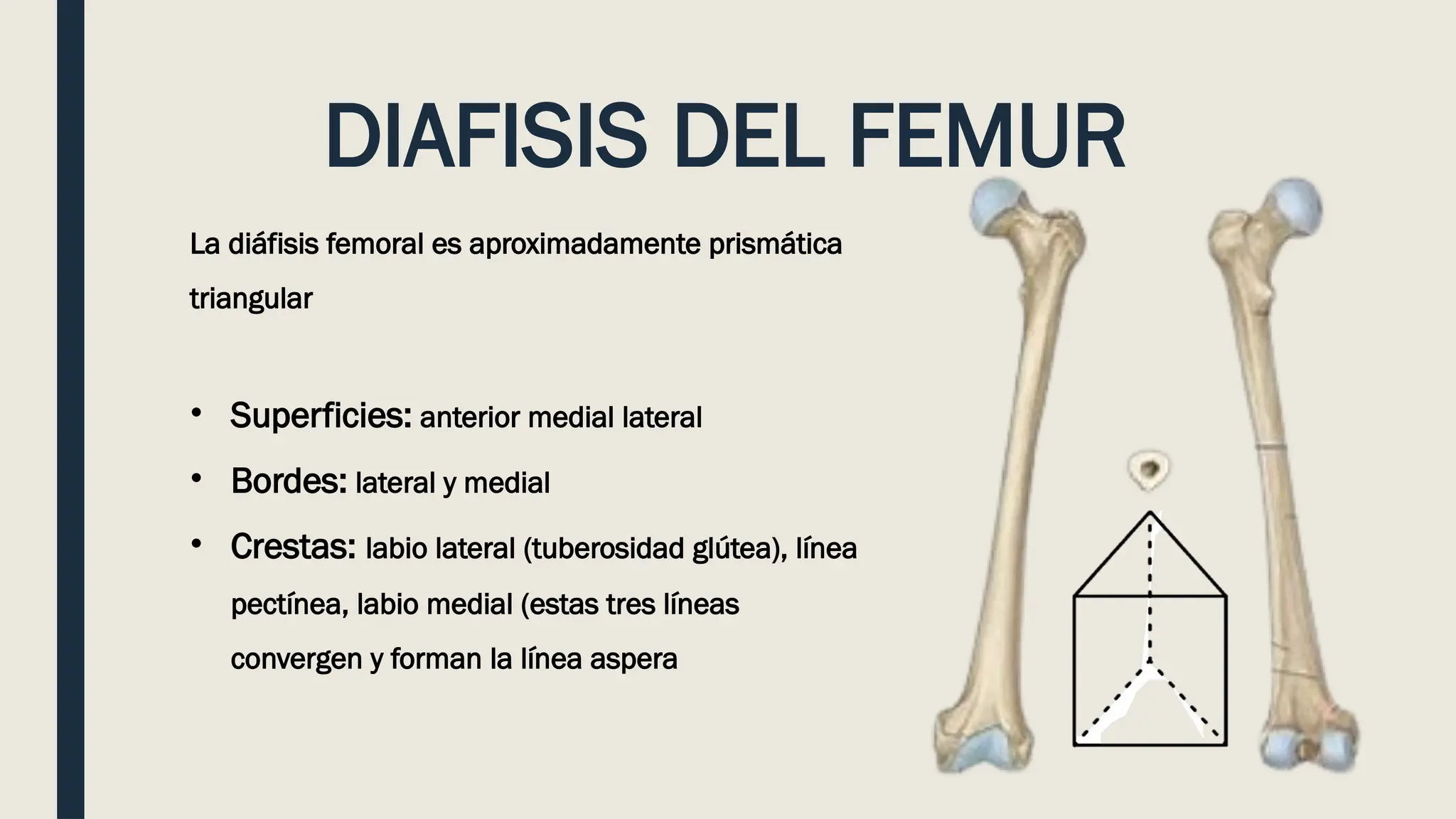 ANATOMIA DEL FÉMUR y su estructura osea. | PPTX