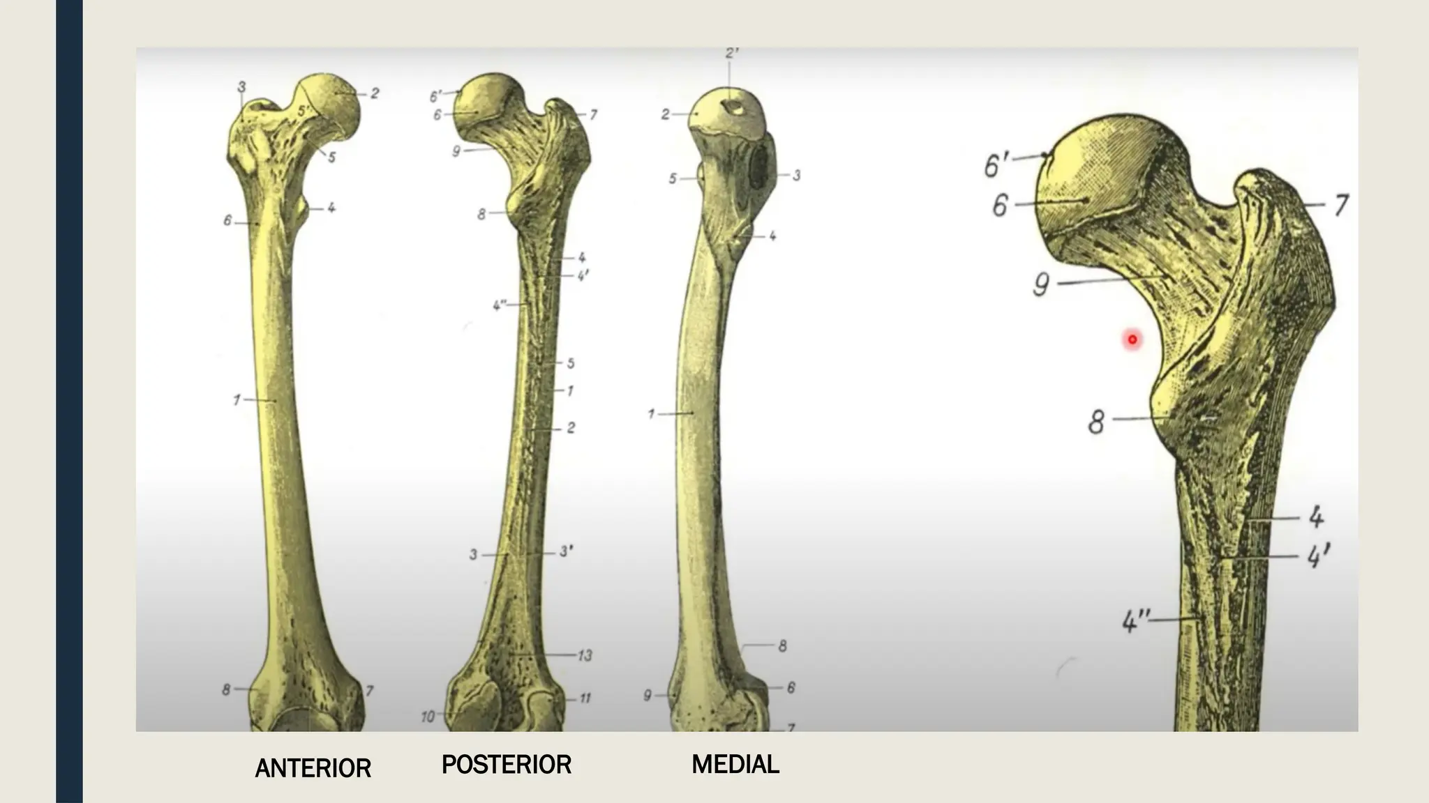 ANATOMIA DEL FÉMUR y su estructura osea. | PPTX