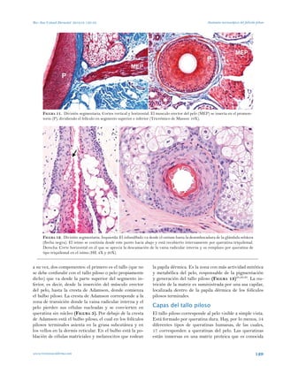 Histología Del Folículo Piloso