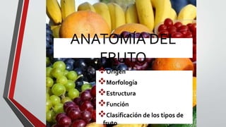 Anatomia del fruto | PPTX