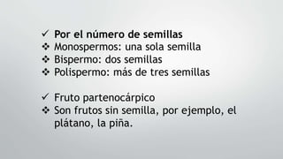 Anatomia del fruto | PPTX