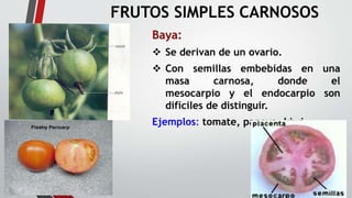 Anatomia del fruto | PPTX