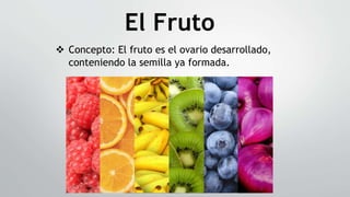 Anatomia del fruto | PPTX