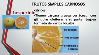 Anatomia del fruto | PPTX