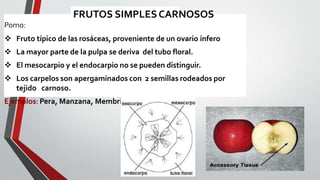 Anatomia del fruto | PPTX