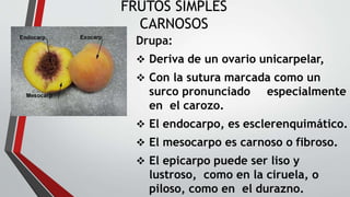 Anatomia del fruto | PPTX