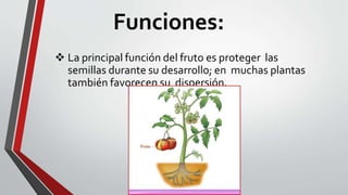 Anatomia del fruto | PPTX