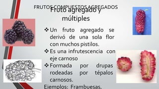 Anatomia del fruto | PPTX