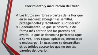Anatomia del fruto | PPTX