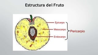 Anatomia del fruto | PPTX