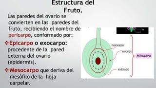 Anatomia del fruto | PPTX