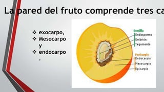 Anatomia del fruto | PPTX