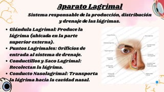 Anatomia Del Globo Ocular Oftalmología123 Pdf