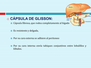 Anatomia del higado | PPTX