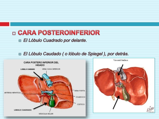 Anatomia del higado