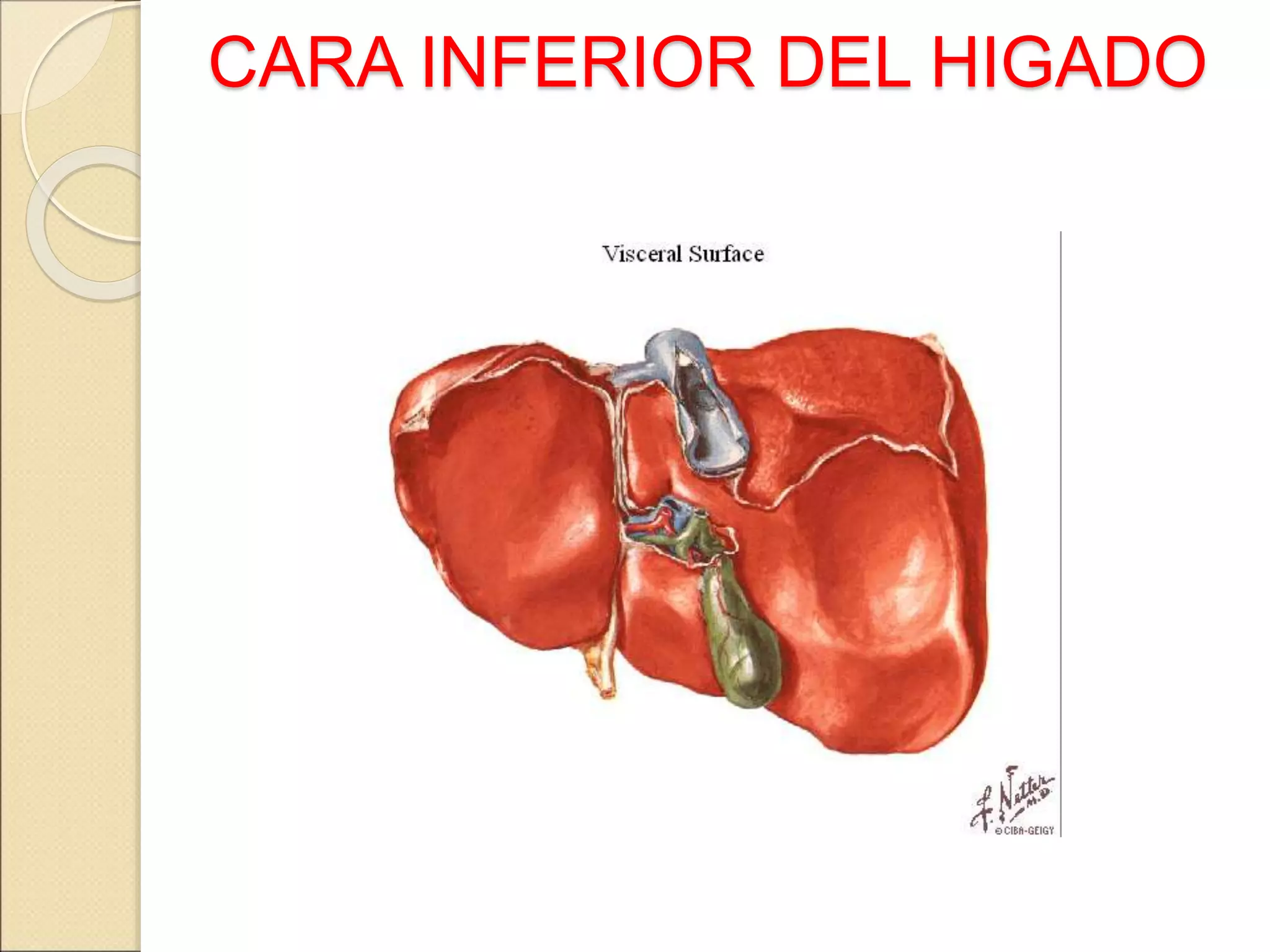 Anatomia_del_higado.ppt