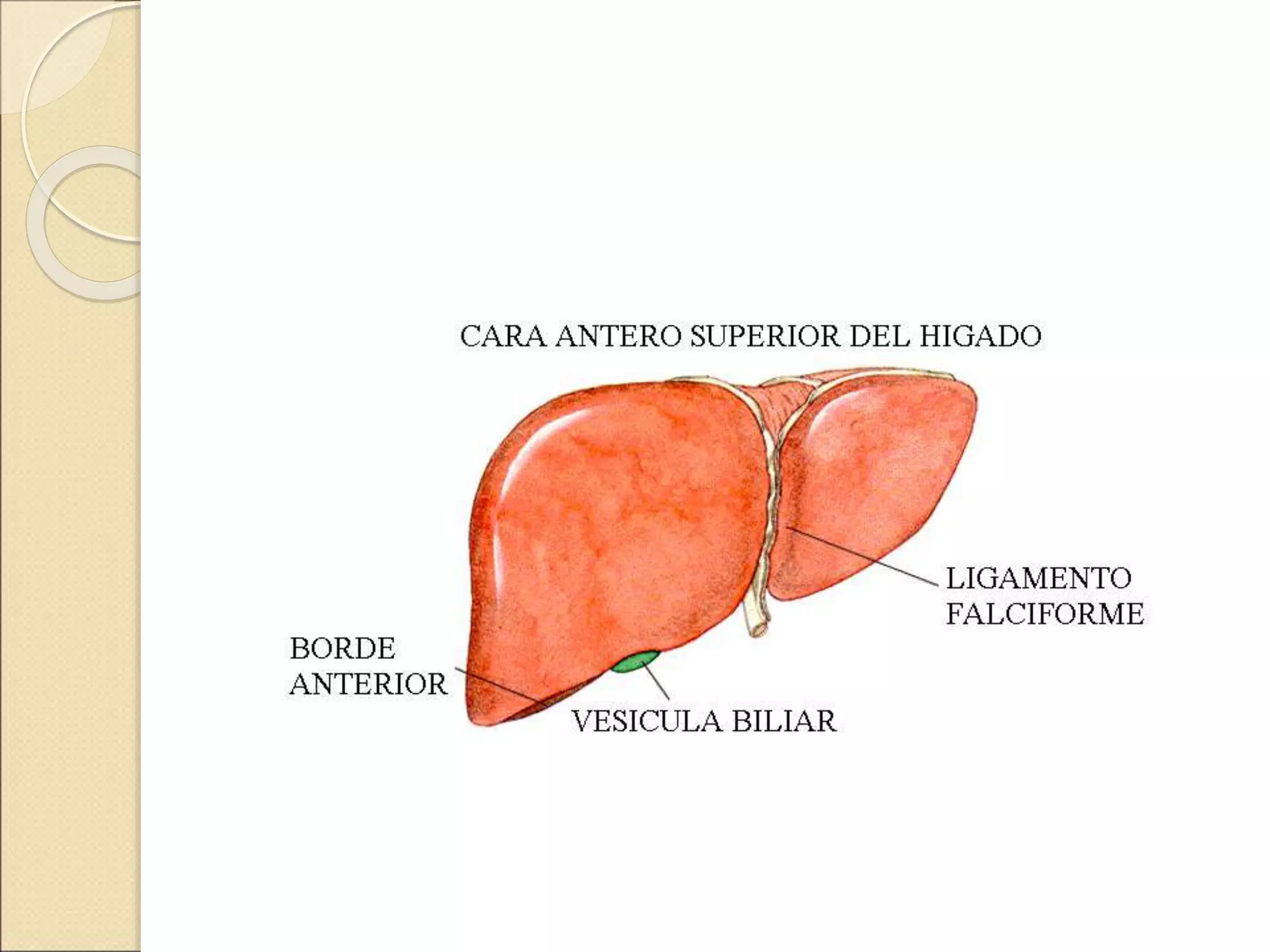 Anatomia_del_higado.ppt