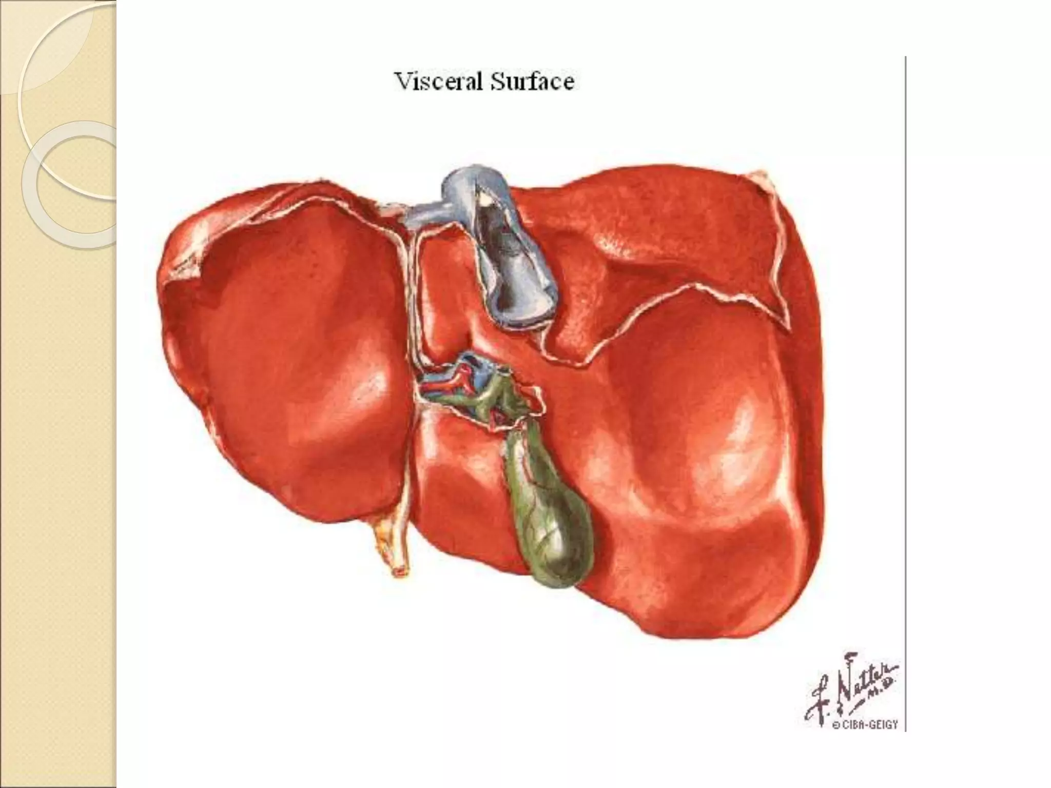 Anatomia_del_higado.ppt