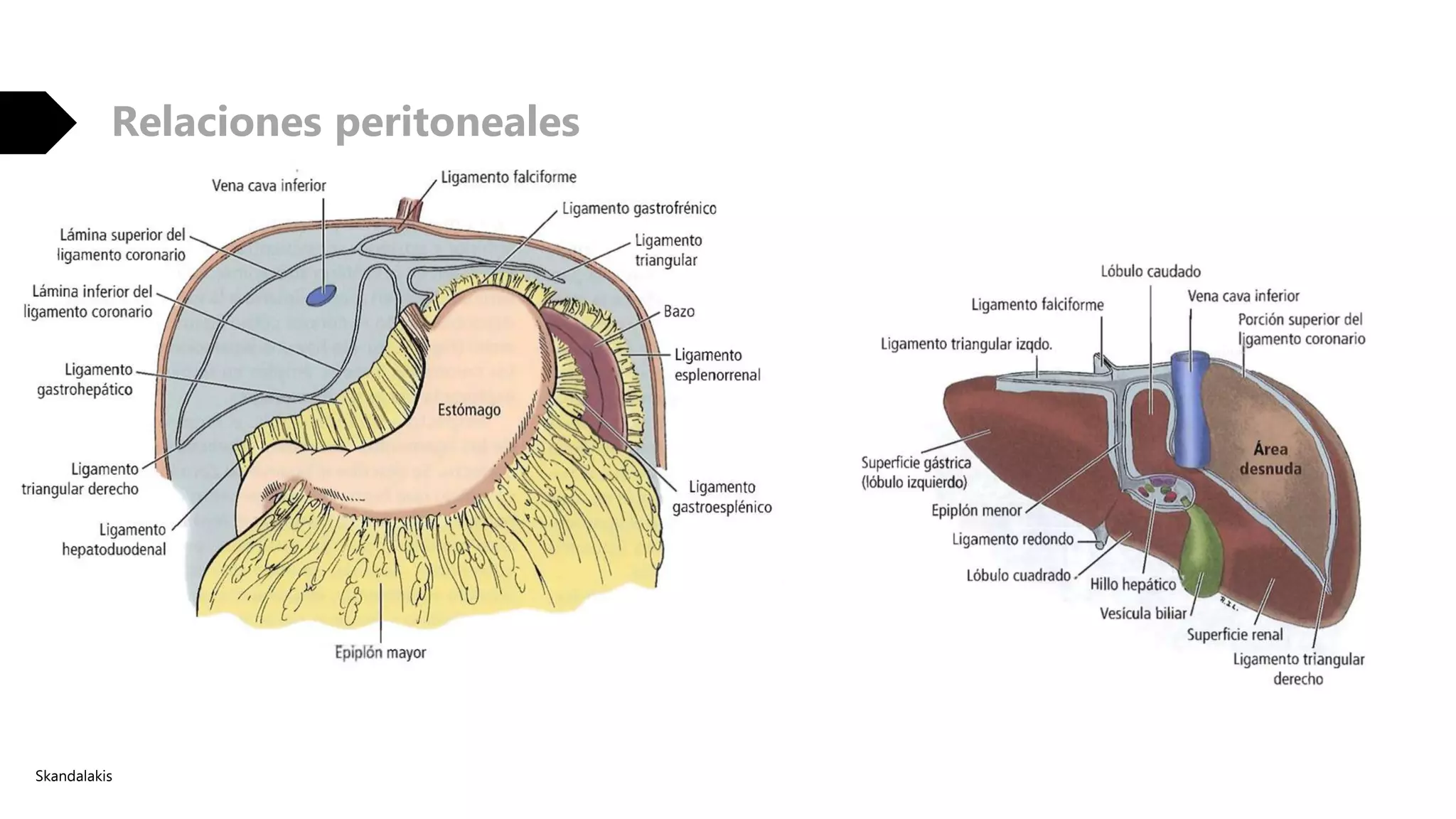 Anatomía del Hígado [Autosaved].pptx