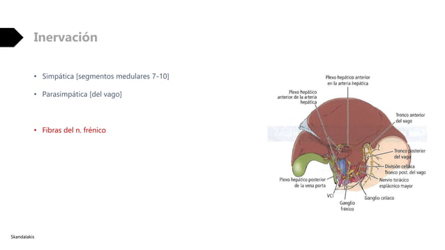 Anatomía del Hígado [Autosaved].pptx