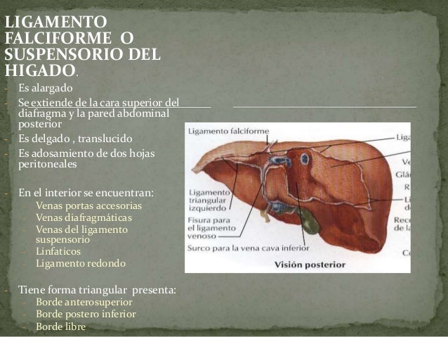 Anatomia del higado y vias biliares