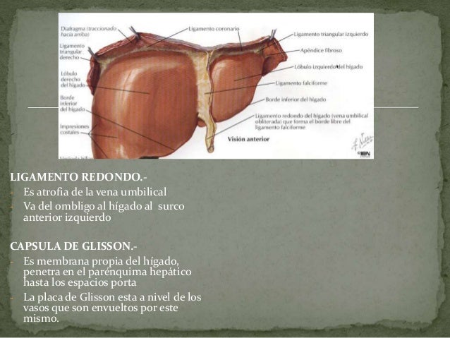 Anatomia del higado y vias biliares