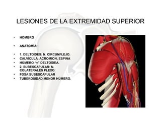 Anatomia del hombro | PPT