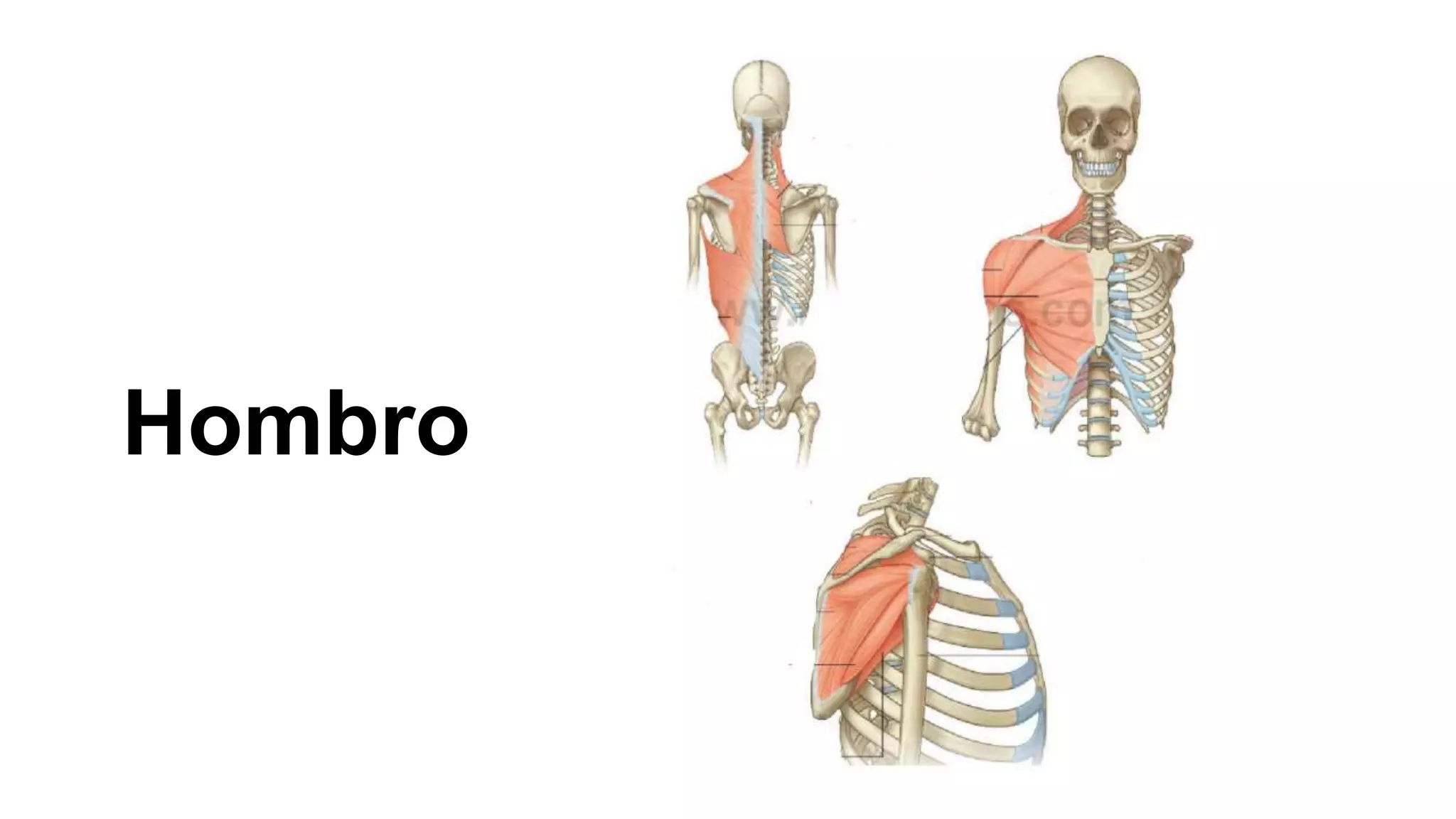 Anatomia del Hombro...pptx