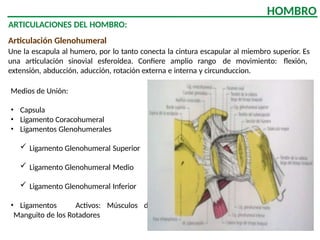 ANATOMIA DEL HOMBRO- traumatologia y ortopedia | PPTX