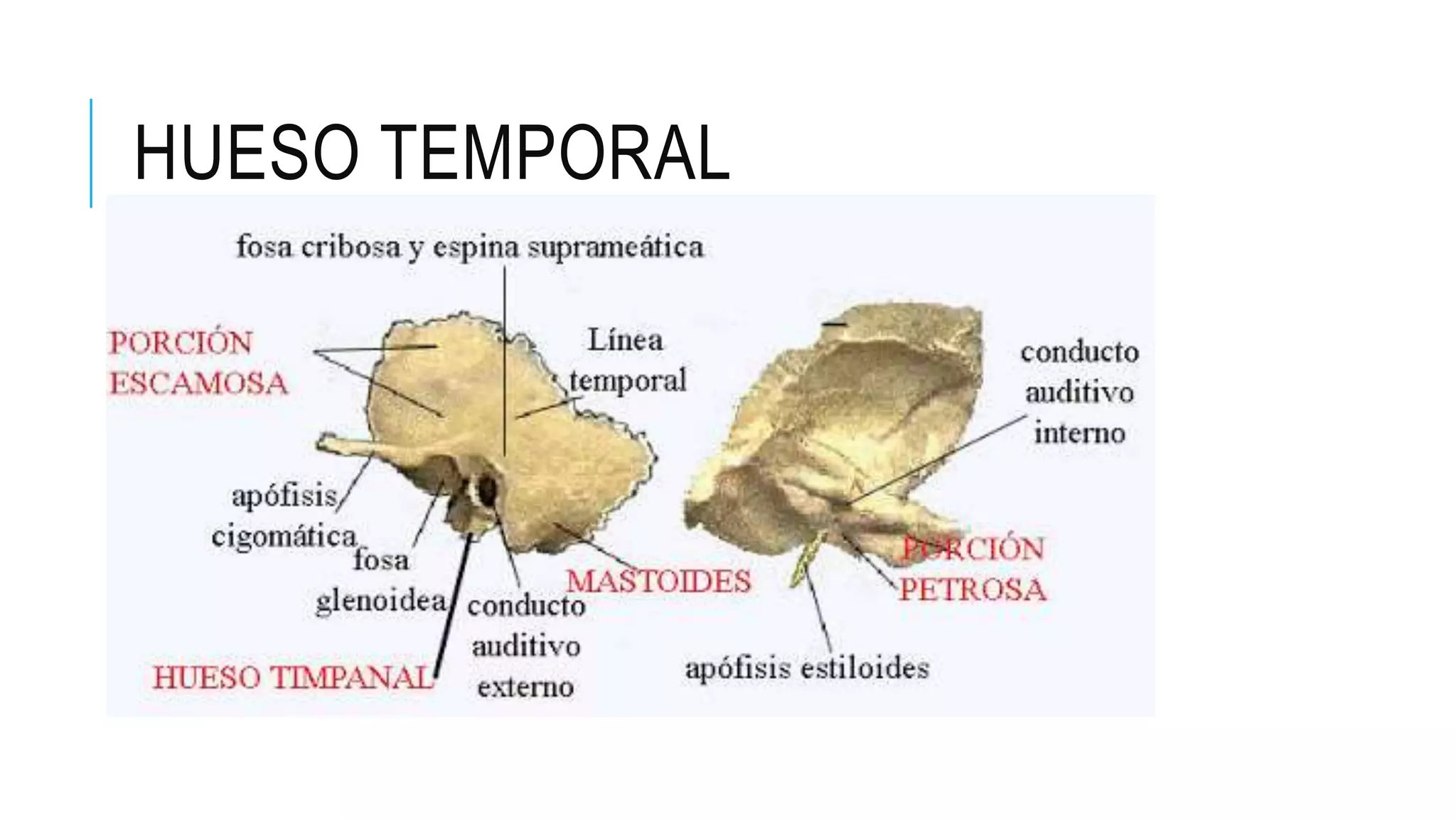 ANATOMIA DEL HUESO MASTOIDEO.pptx