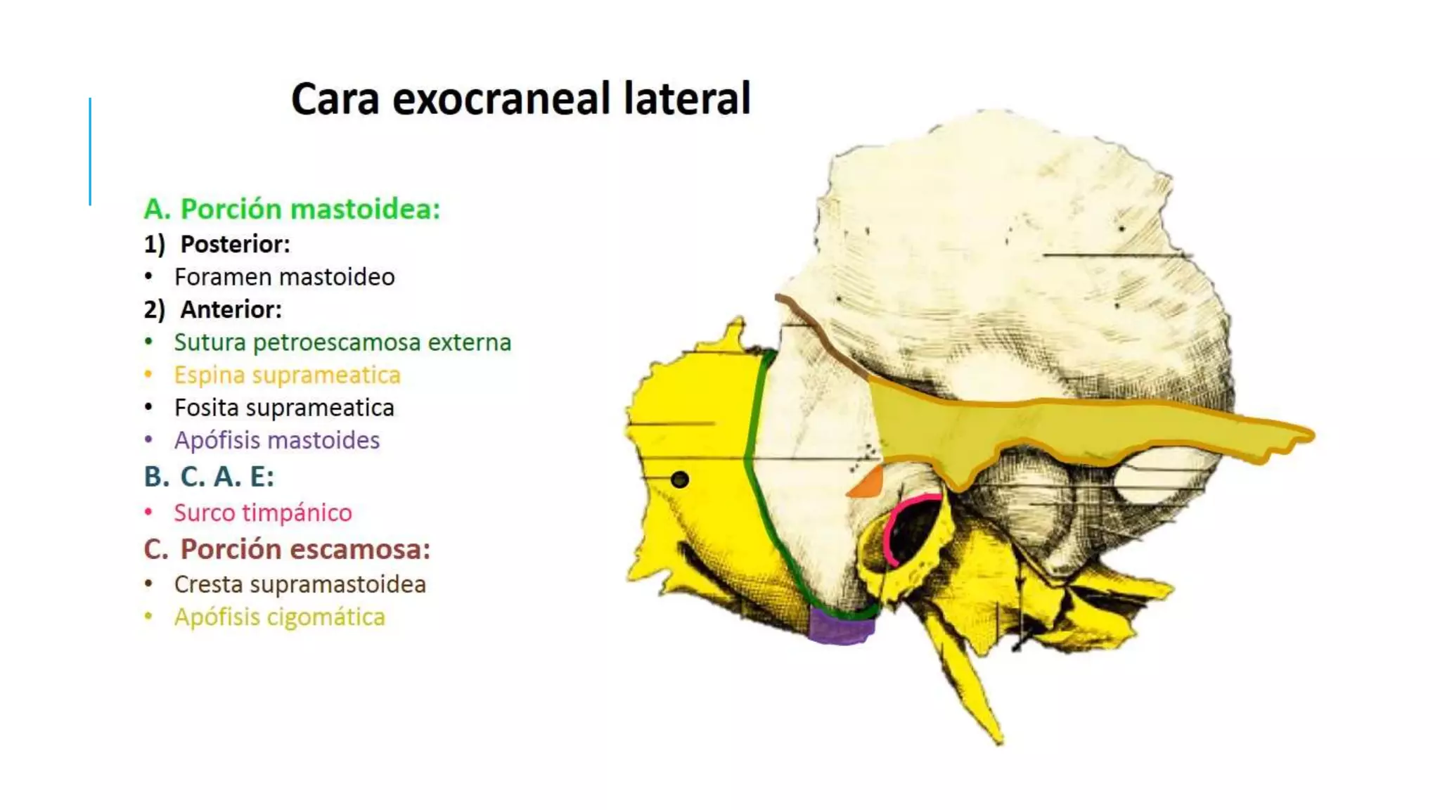 ANATOMIA DEL HUESO MASTOIDEO.pptx