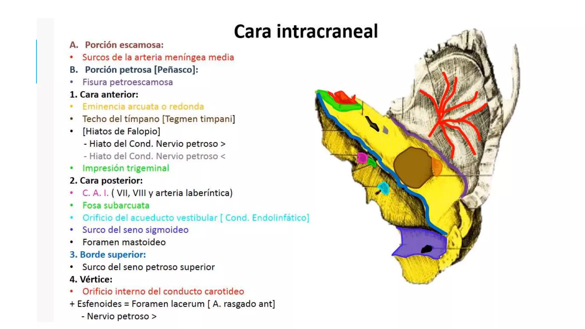ANATOMIA DEL HUESO MASTOIDEO.pptx